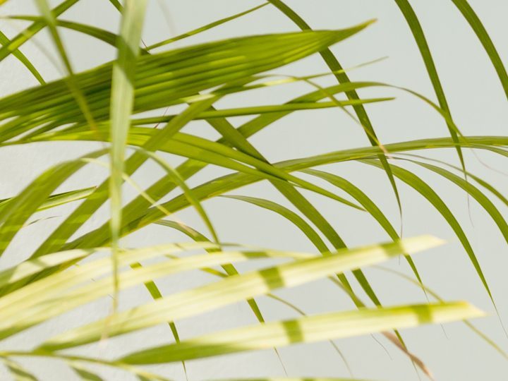 Retinol O Vitamina C Cuál Es La Mejor Opción Para Cuidar Tu Piel