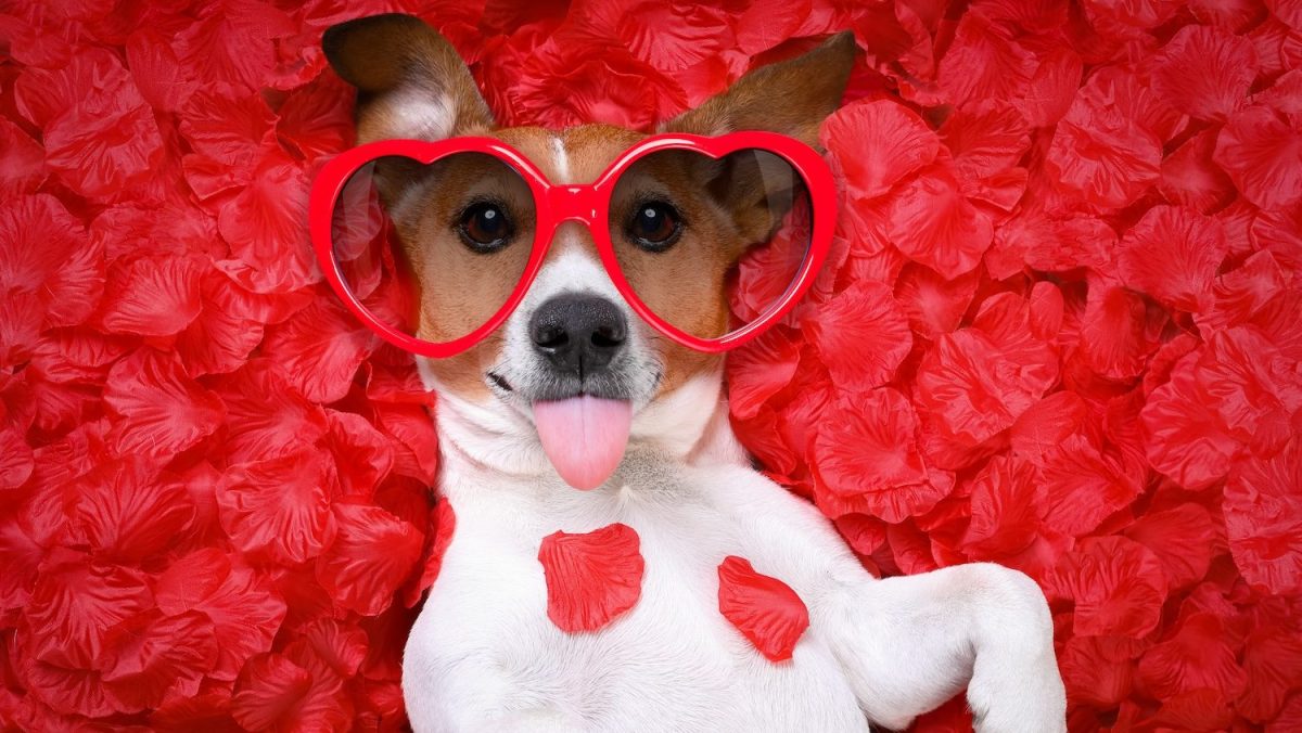 Regalos de San Valentín para perro: 7 detalles para celebrar este día ...